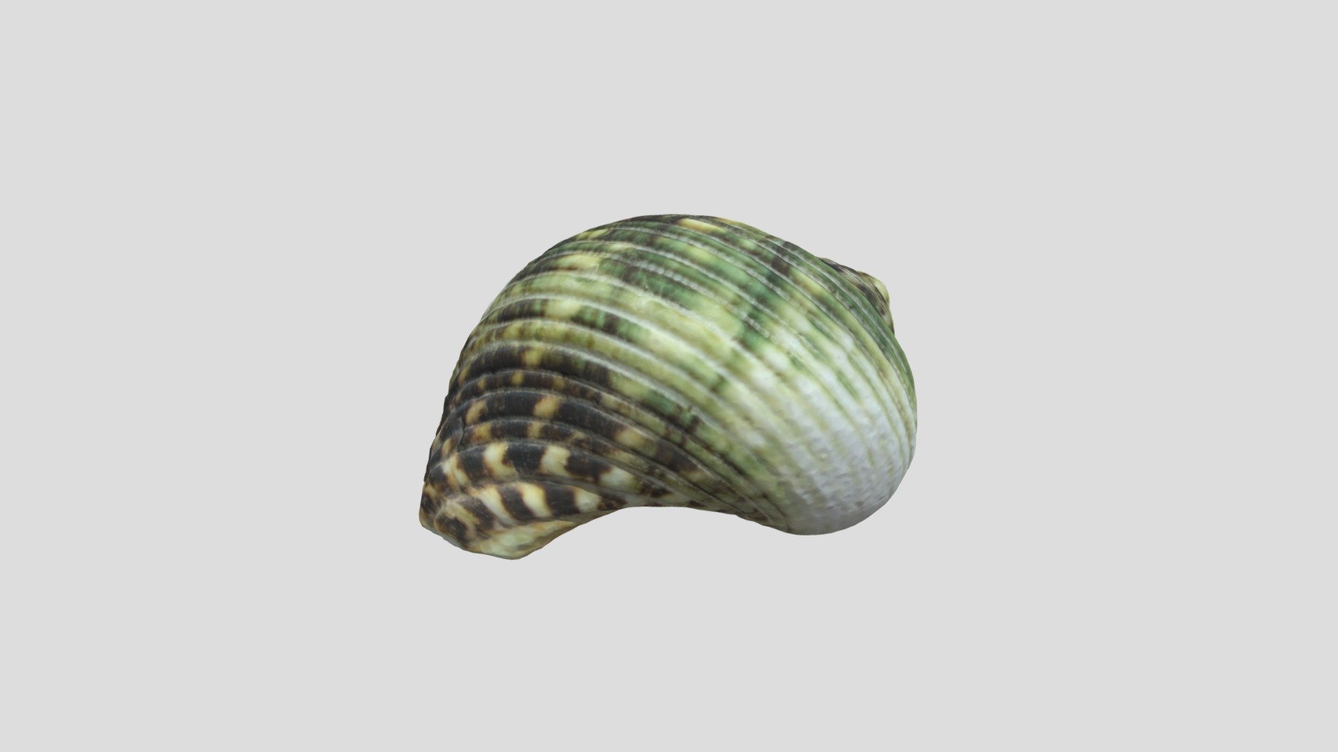 Sea Shell Free - Download Free 3D model by Freeusdz.com (@Yitzy ...