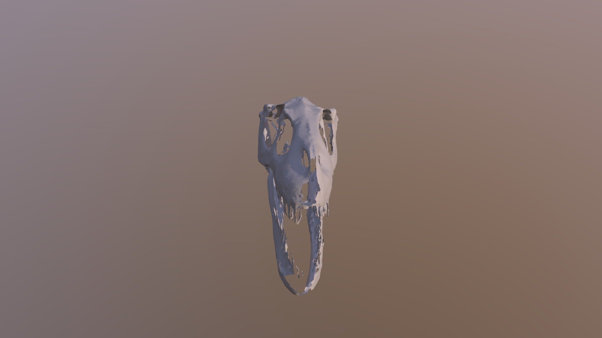 Drom Albertensis Skull 1 - 3D model by flinthoward [4e04c03] - Sketchfab