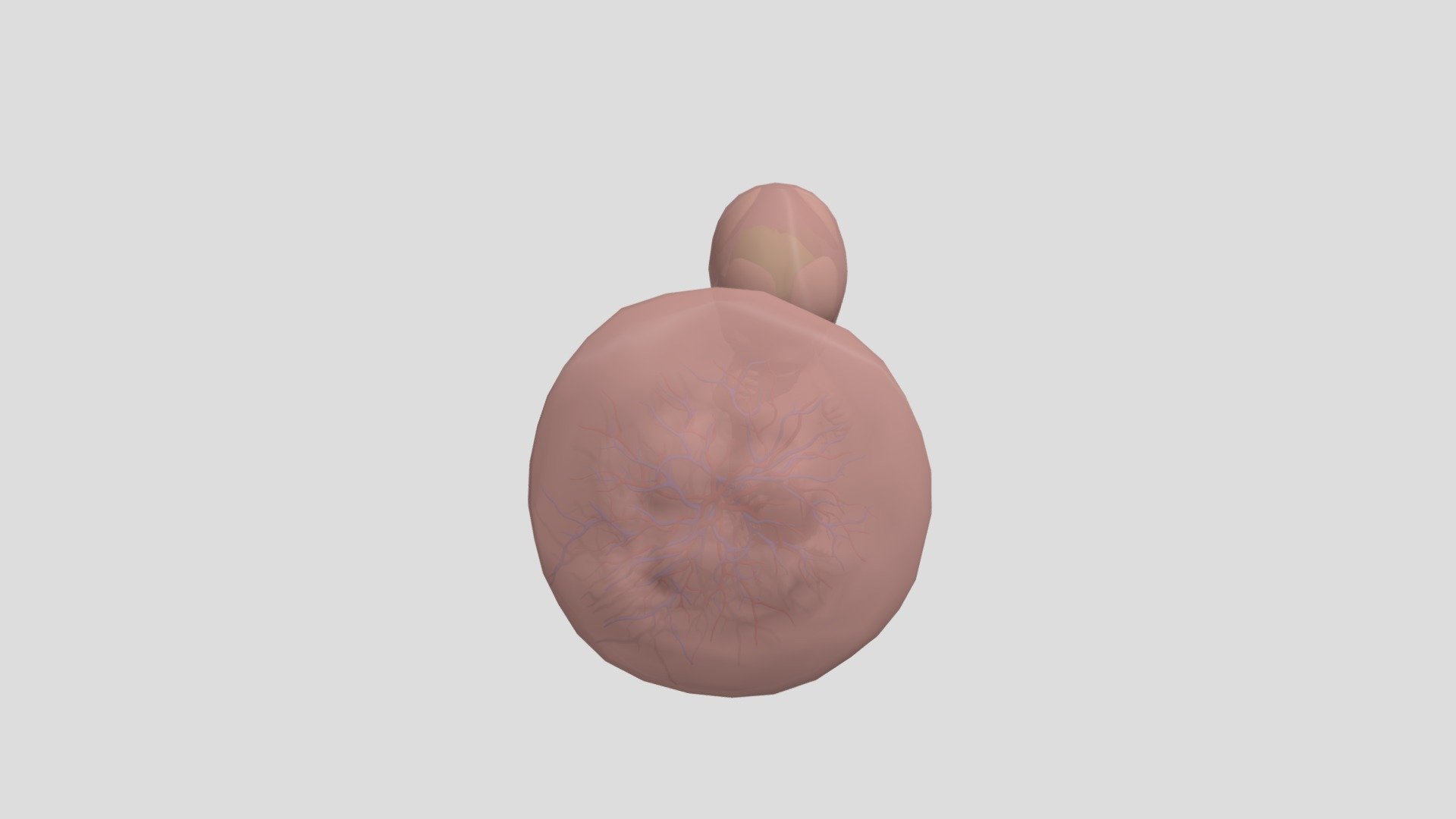 10_weeks_fetus_neutral - 3D model by Wintages [4e0552b] - Sketchfab