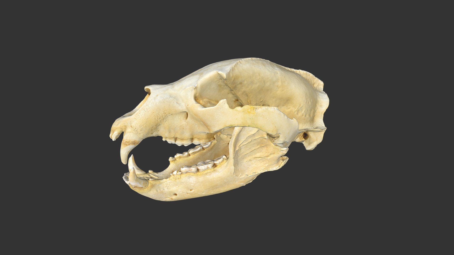 Black Bear, Cranium and Mandible - 3D model by RLA Archaeology (@rla ...