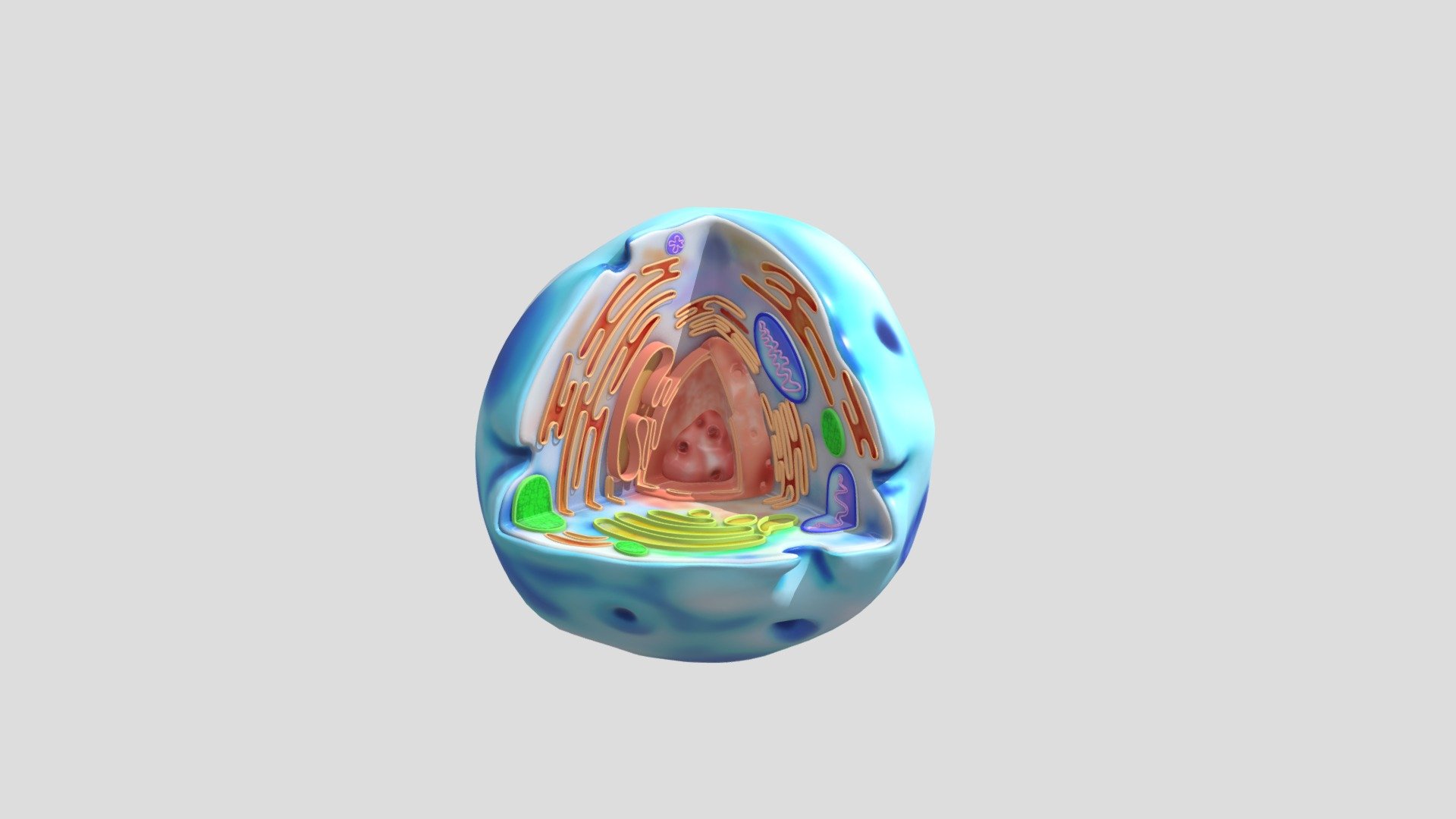 SEL - 3D model by niken (@nikenselalusenyum) [4e089e0] - Sketchfab
