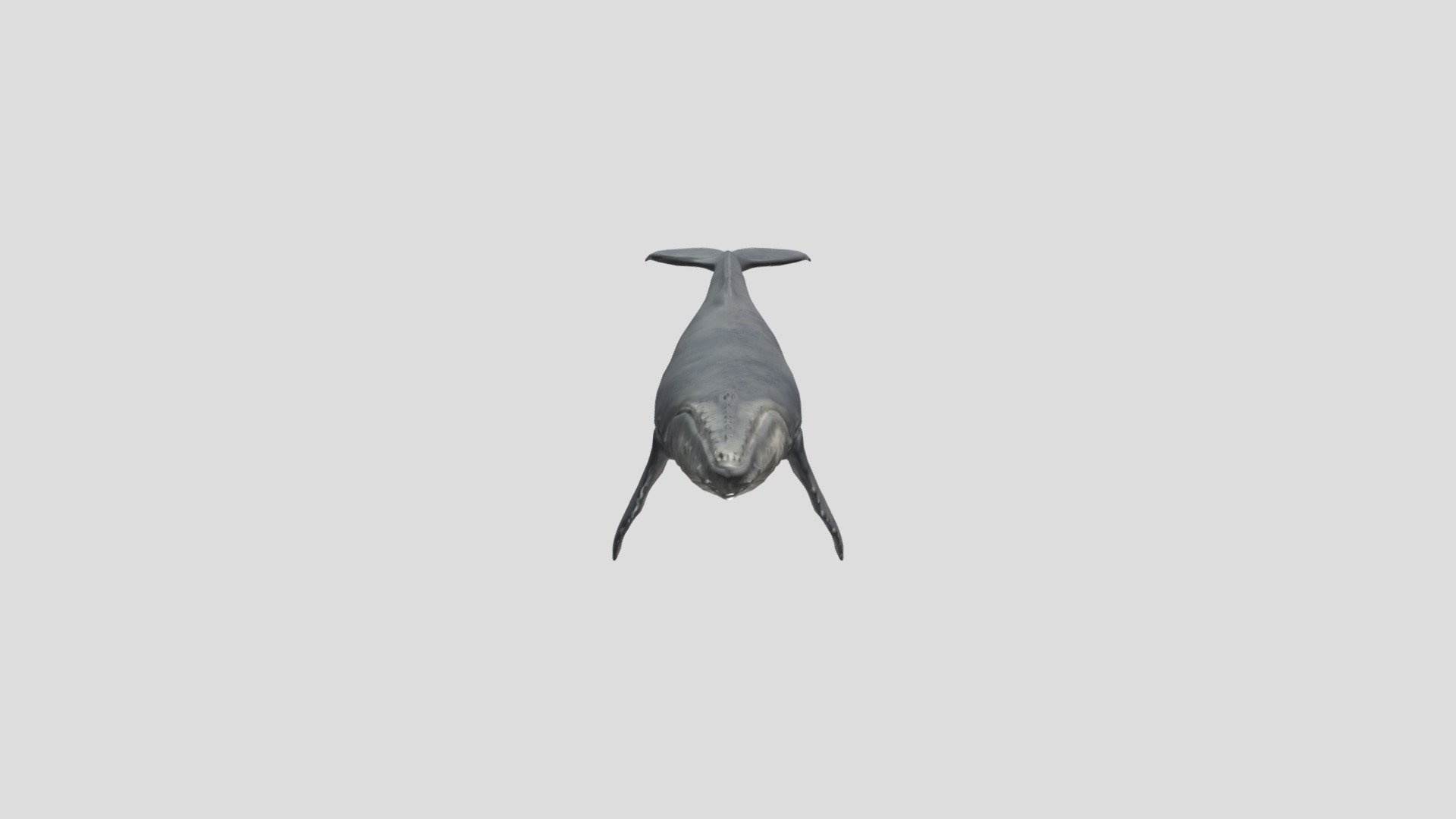 Humpback whale - Download Free 3D model by Elissa_de_Waard [4e11eab ...