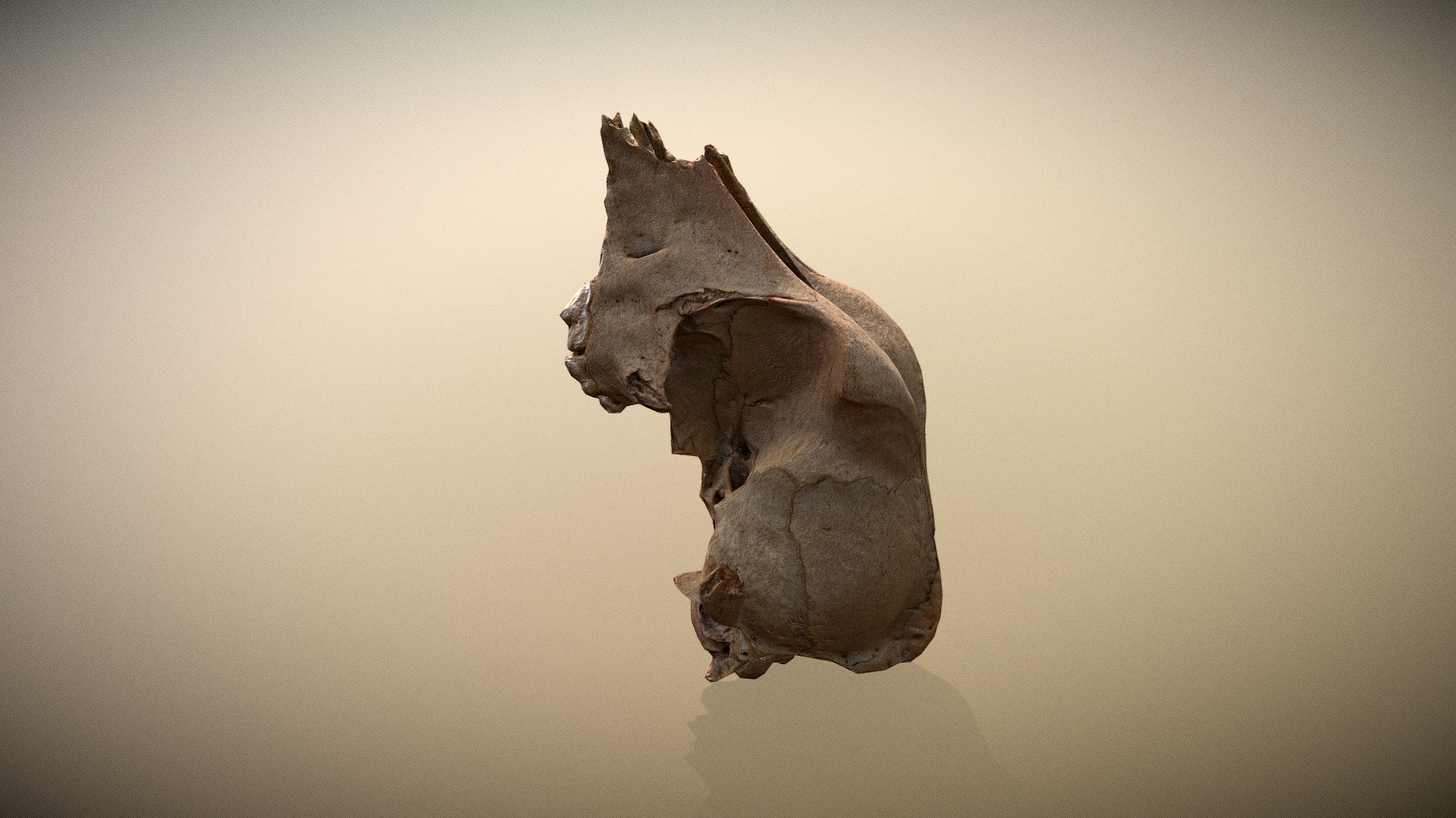3D scanned photorealistic Broken Skull - Buy Royalty Free 3D model by ...