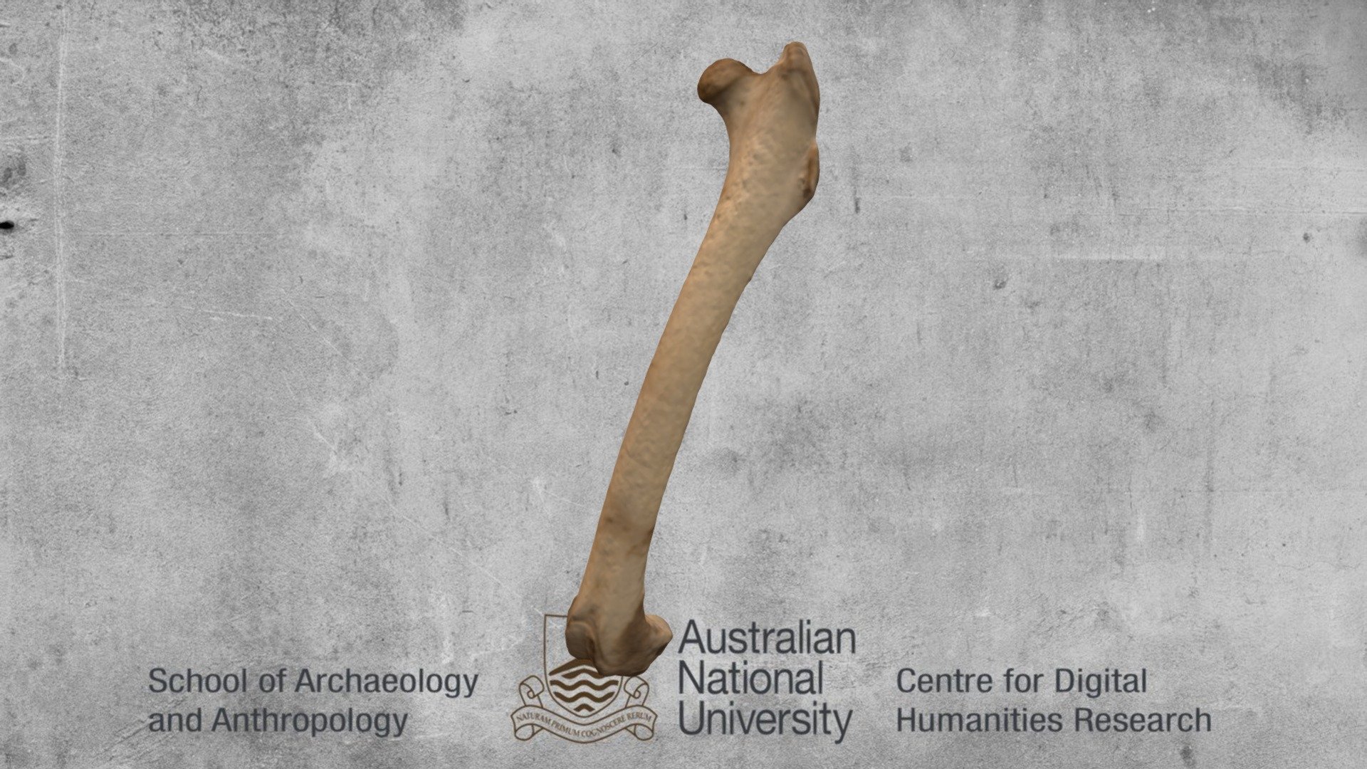 Femur Rabbit - Download Free 3D model by Digital Humanities Research ...