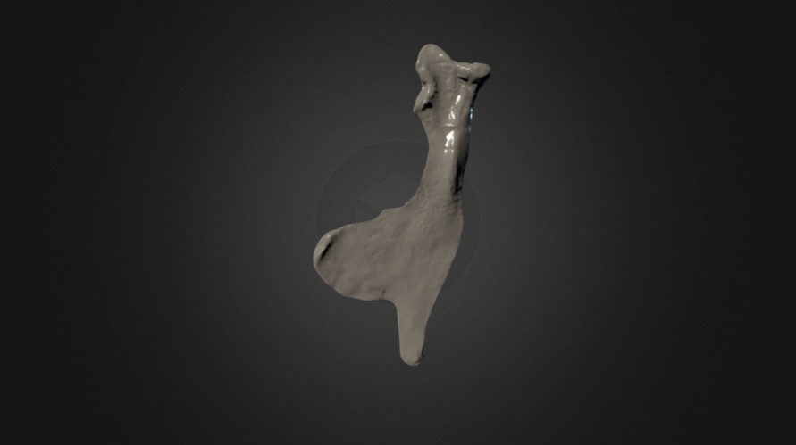 Nothronychus mckinleyi left ischium - 3D model by ScholarlyCommons ...