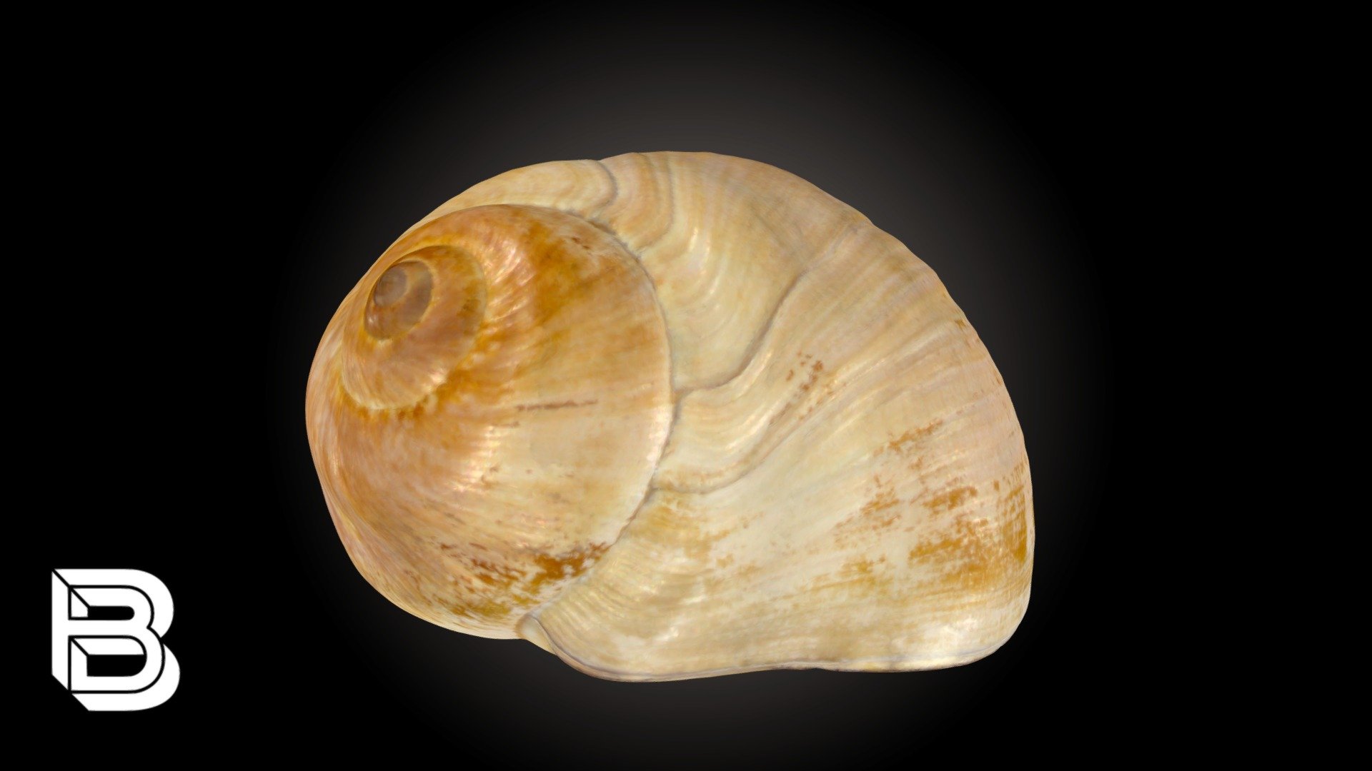 Lewis's Moon Snail Shell - 3D model by The Bishop Museum of Science and ...