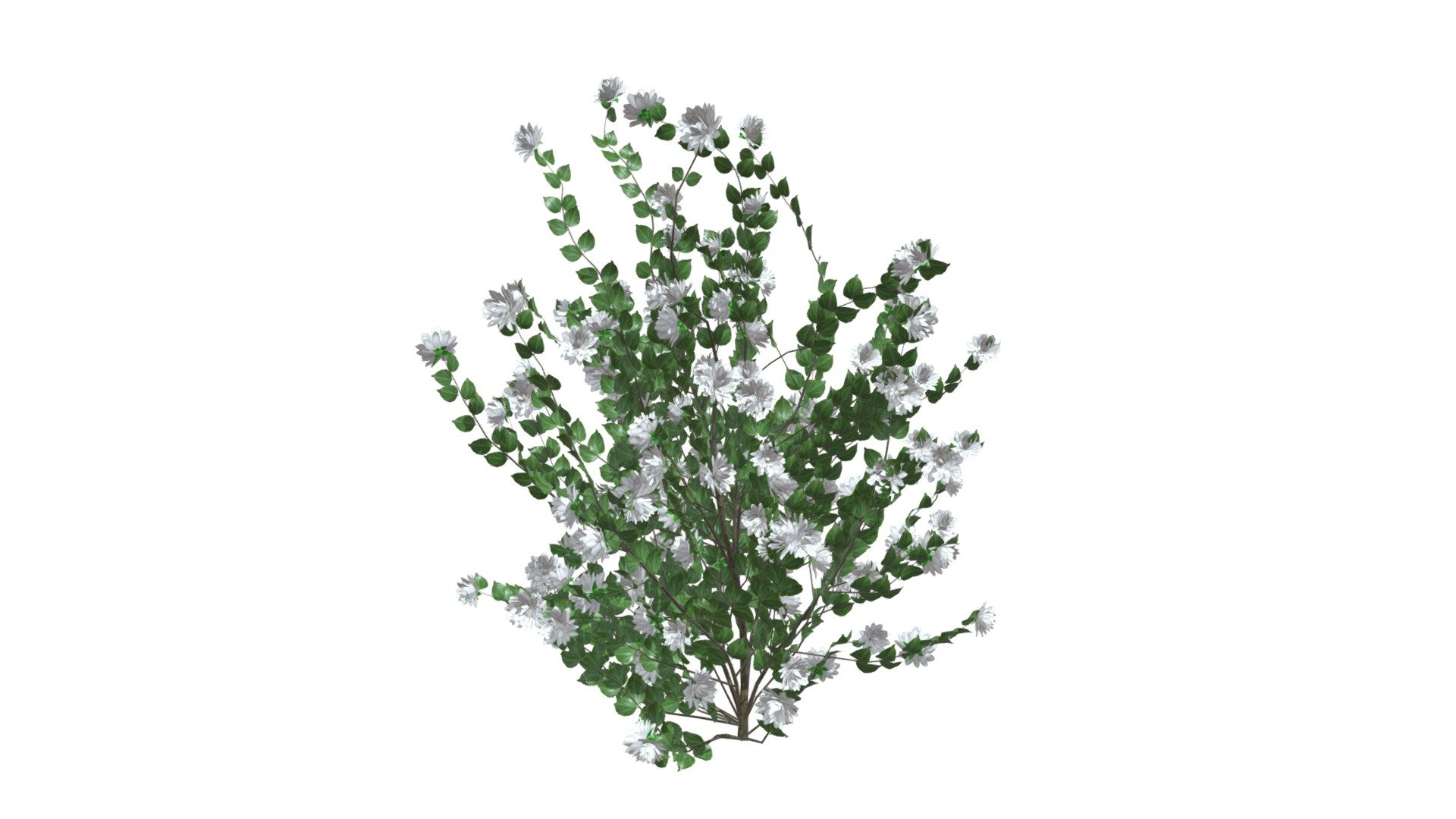 Dwarf Snowflake Mock Orange flowers spring - Download Free 3D model by ...