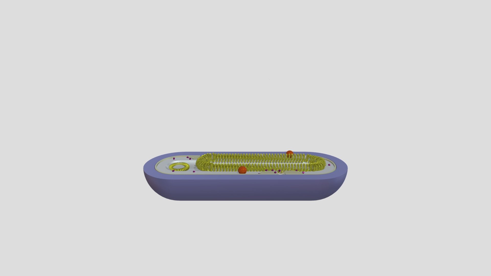 Bacillus_estructuras - 3D model by ajparedesd01 [4e38545] - Sketchfab