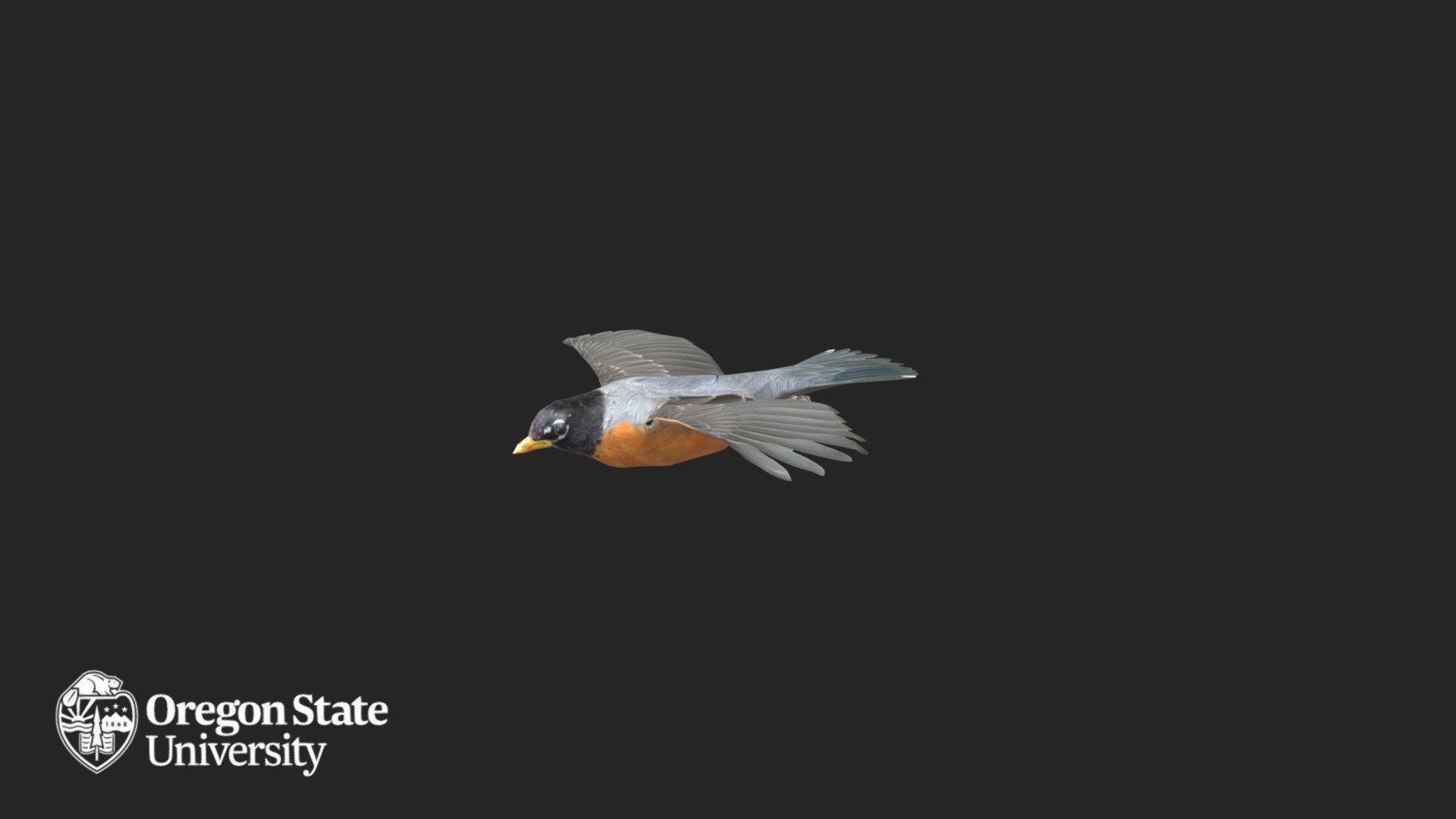American Robin - in Flight - Download Free 3D model by Oregon State ...