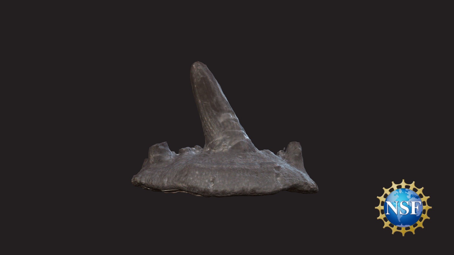 CMNH 6919, Shark Tooth - 3D model by Cleveland Museum of Natural ...