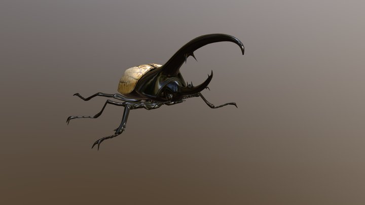 Beetle 3D models - Sketchfab