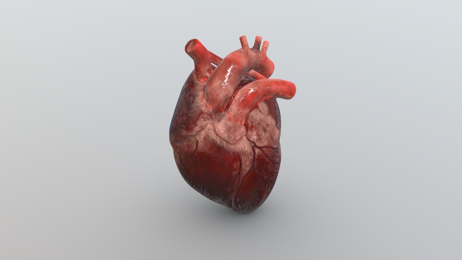 Heart - Download Free 3D model by jm.radi [4e52897] - Sketchfab