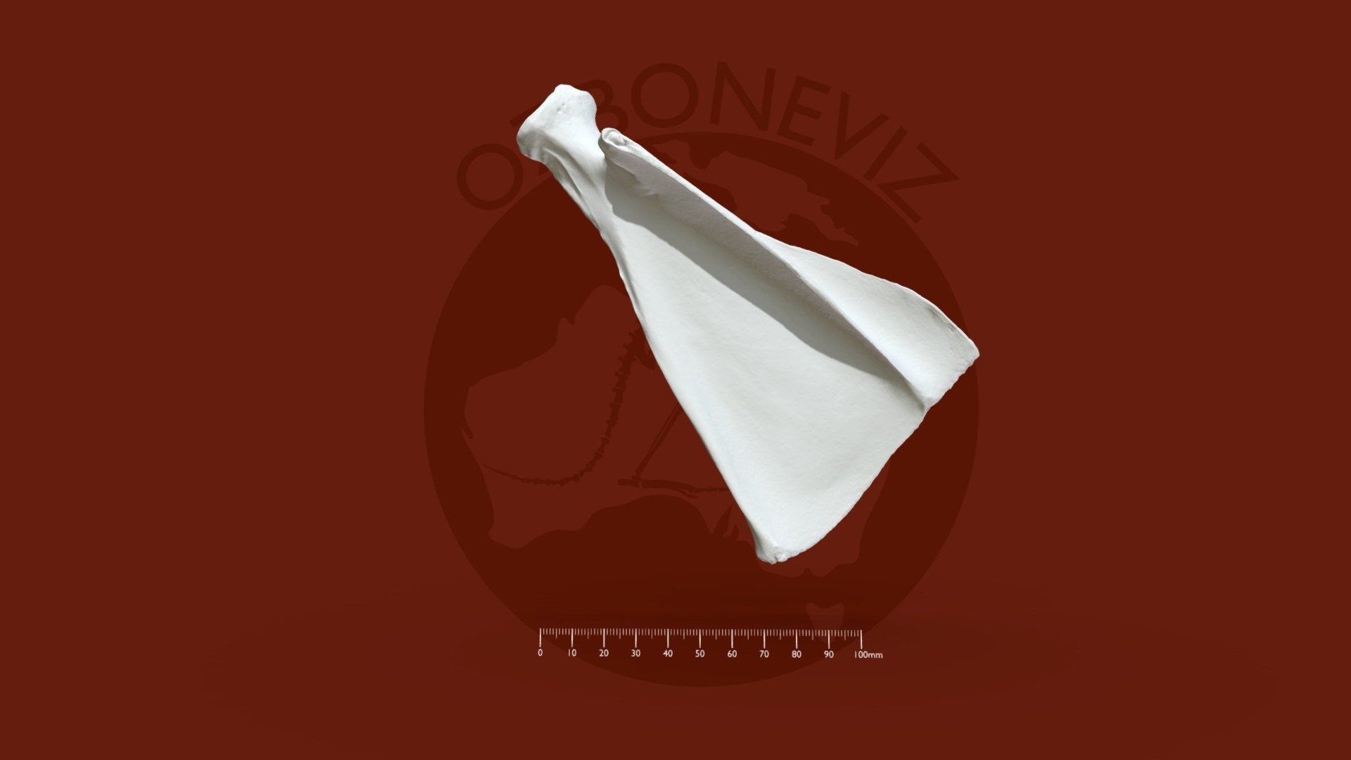 Domestic goat scapula - 3D model by Ozboneviz [4e557b5] - Sketchfab