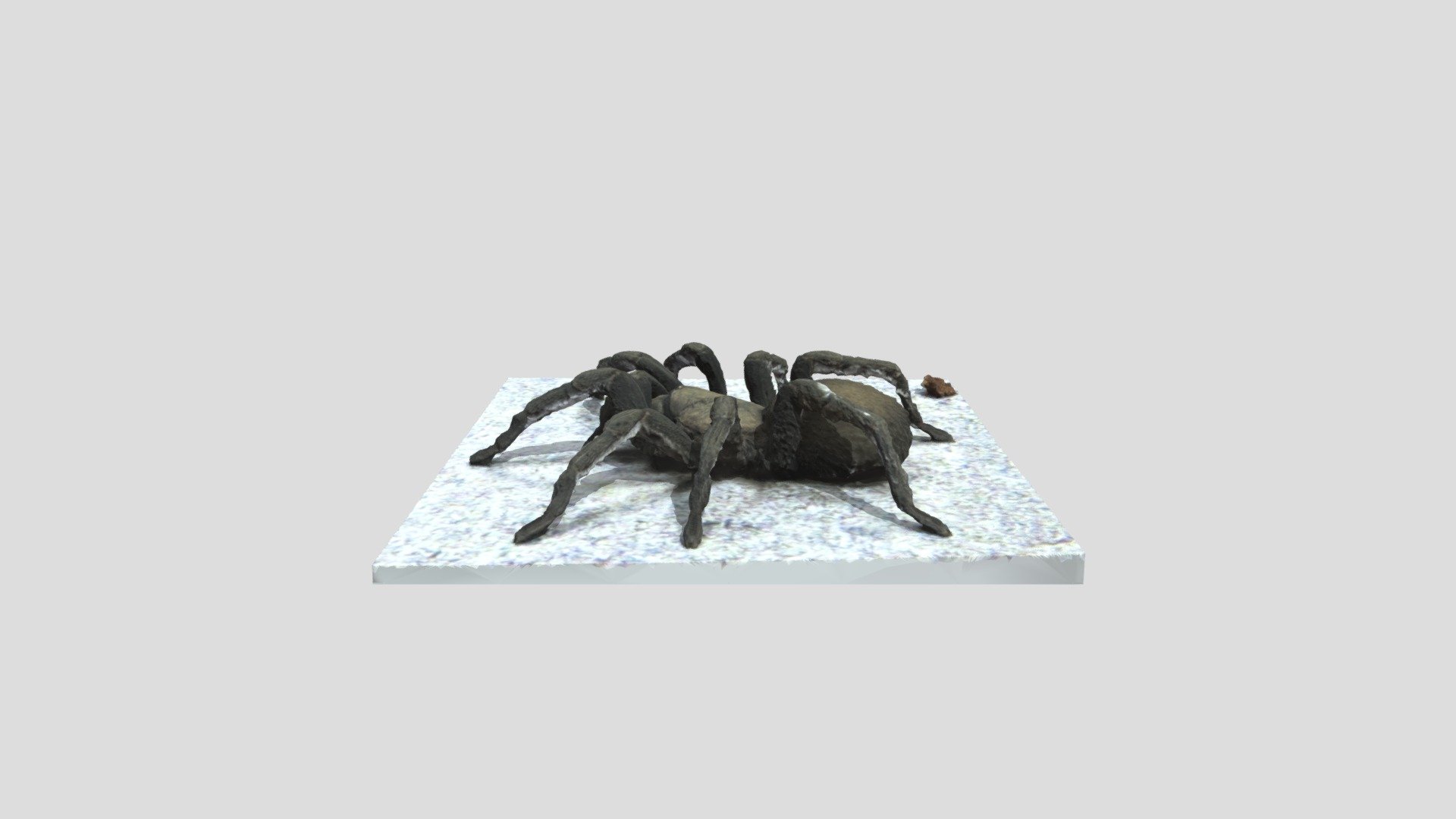 Tarantula - 3D model by Mirror 3D Lab (@pkiriakou) [4e59bc2] - Sketchfab