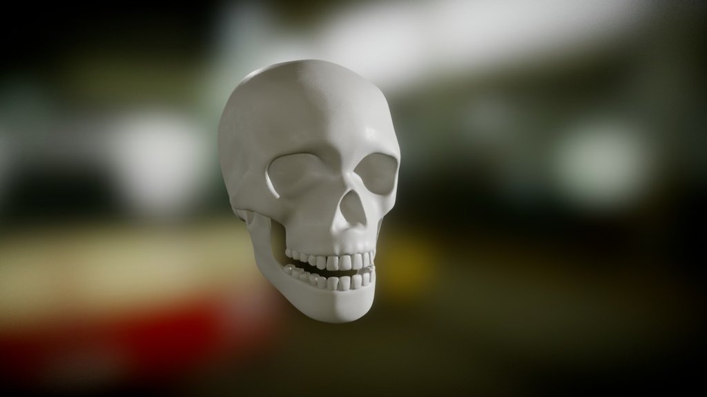 Human Skull - 3D model by LT (@lloydgthomas) [4e5f0a6] - Sketchfab