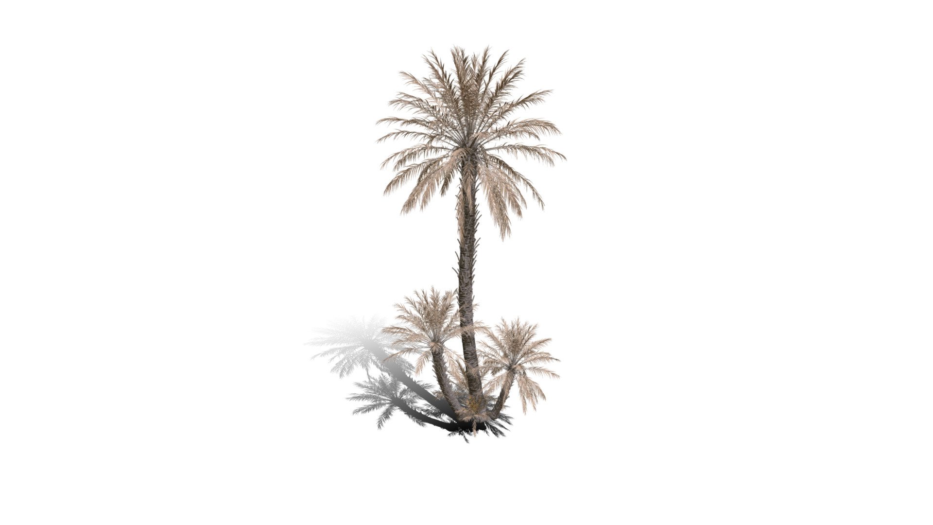 Realistic HD Date palm (67/78) - Buy Royalty Free 3D model by ...