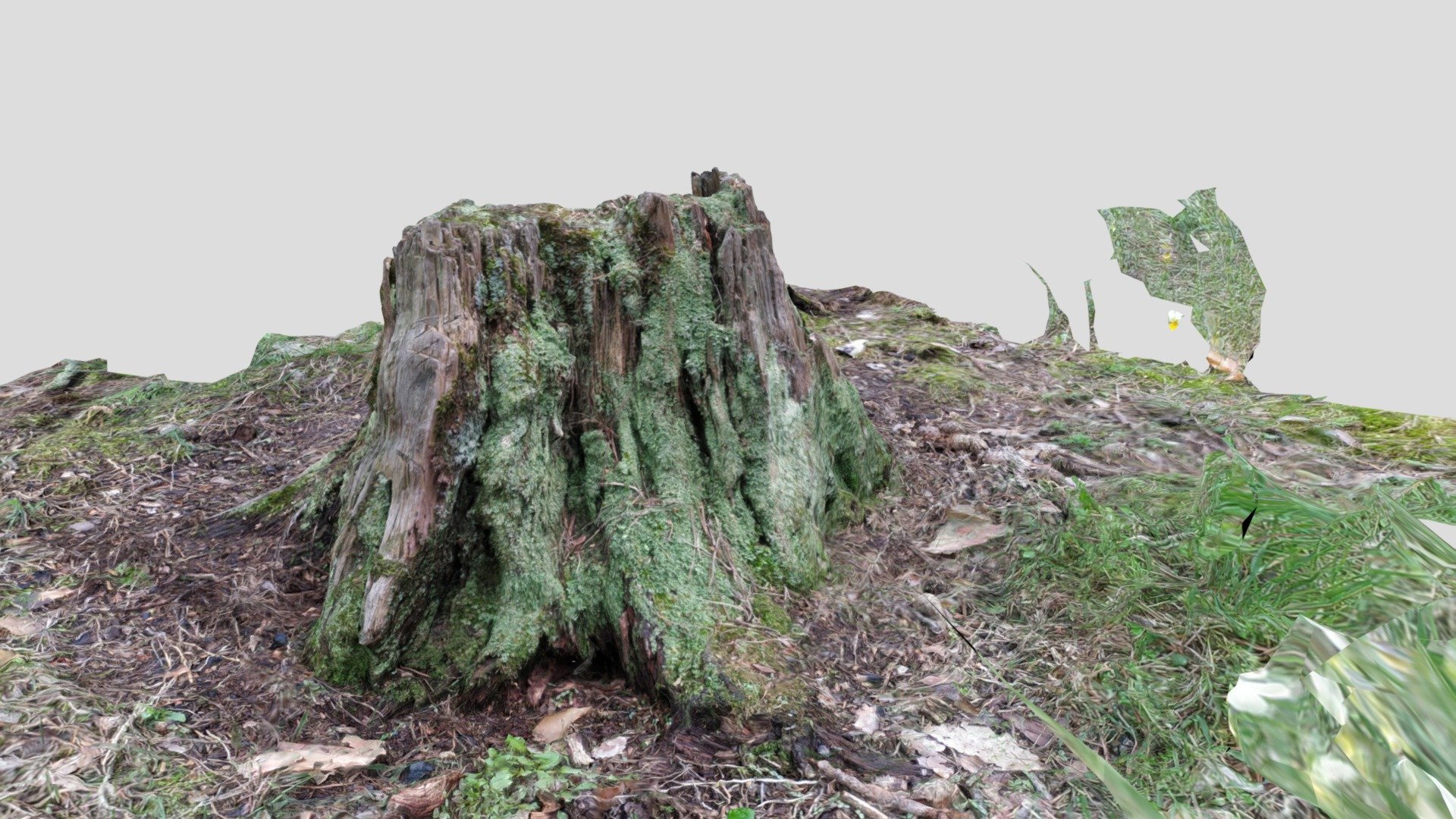 Stump - Download Free 3D model by randirsbox [4e6227b] - Sketchfab