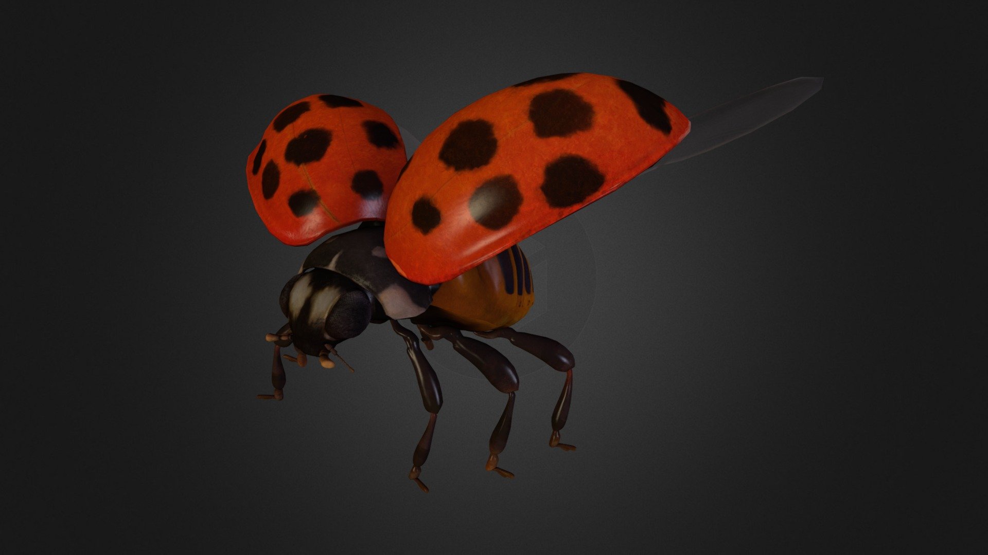 Ladybug - 3D model by Sarah (@Avialae) [4e67bff] - Sketchfab