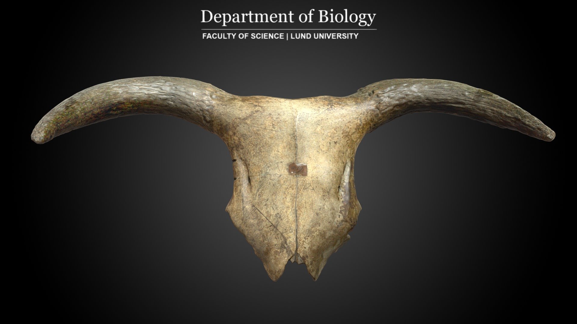 Cranium of Aurochs (Bos primigenius) - 3D model by 3D Lab - Department ...