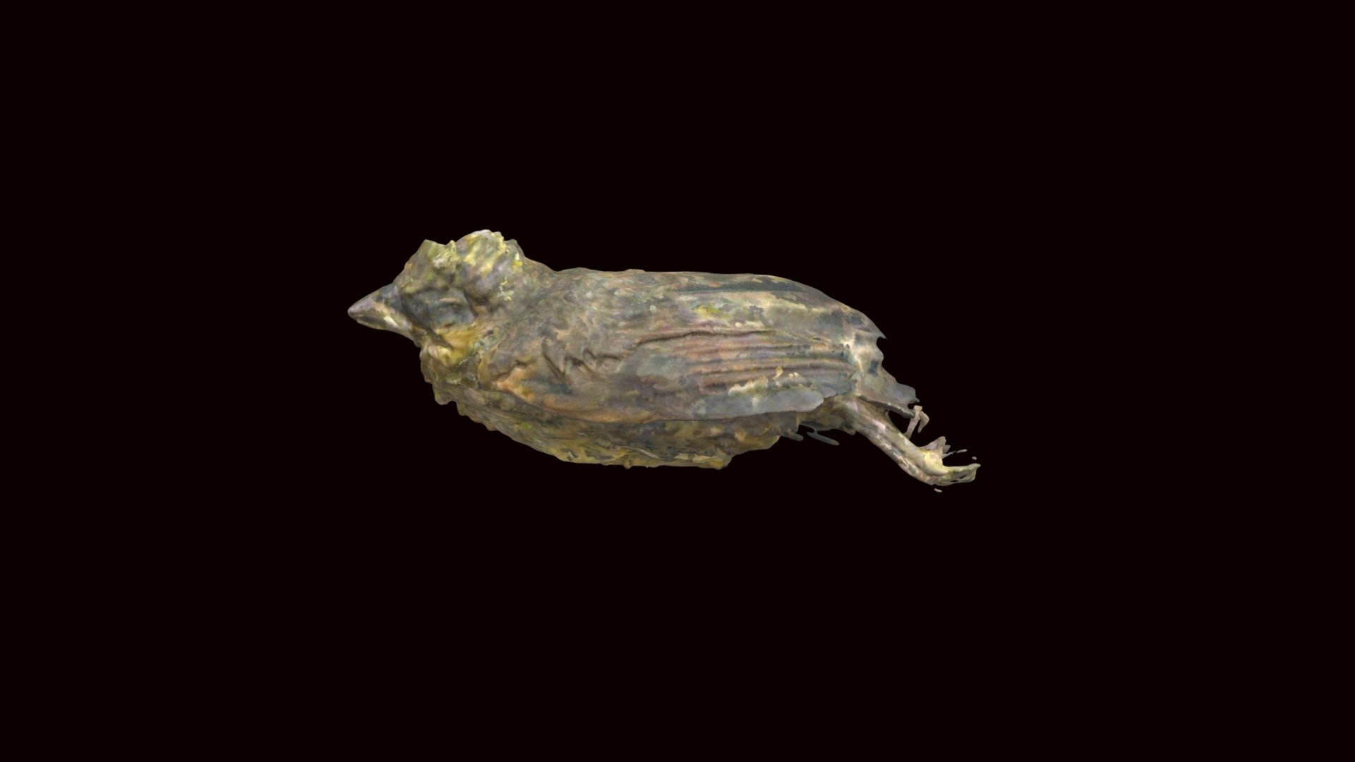 Dead bird (VCU_3D_7978) - 3D model by Virtual Curation Lab ...