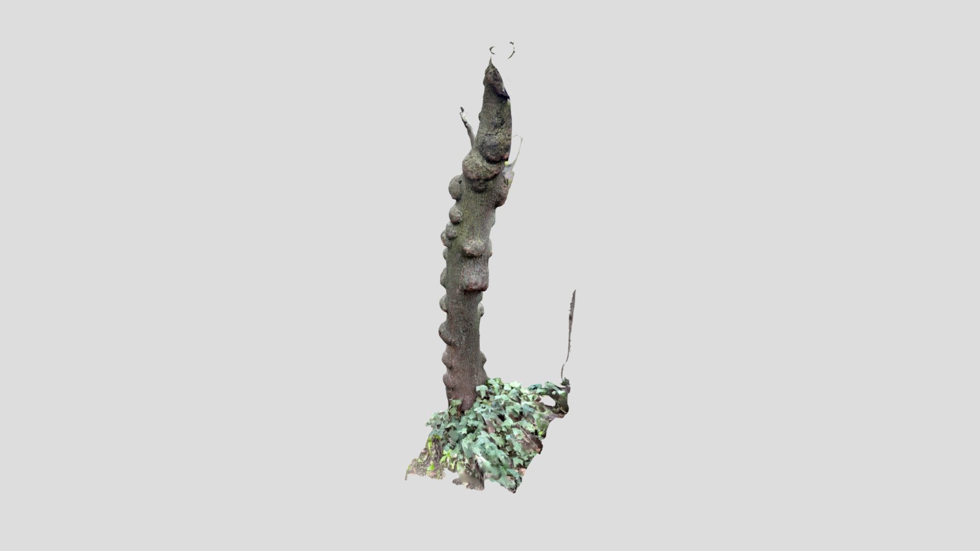 rare tree - Download Free 3D model by deregenerated [4e6f2ae] - Sketchfab