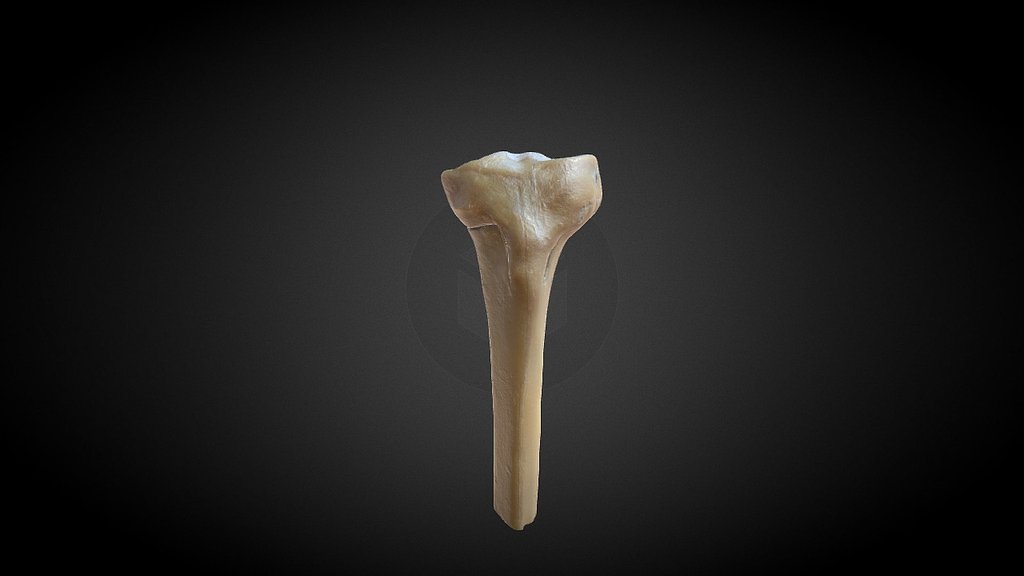 Partial - Tibis scan - Download Free 3D model by diegoev [4e749c3 ...