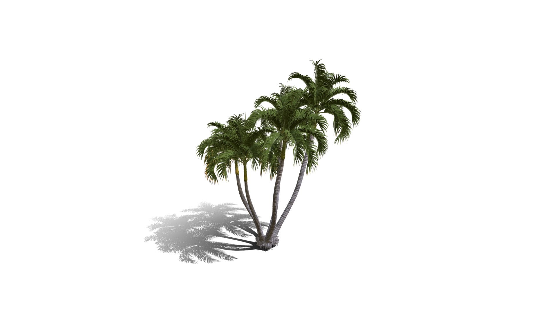Realistic HD Christmas palm (35/35) - Download Free 3D model by ...