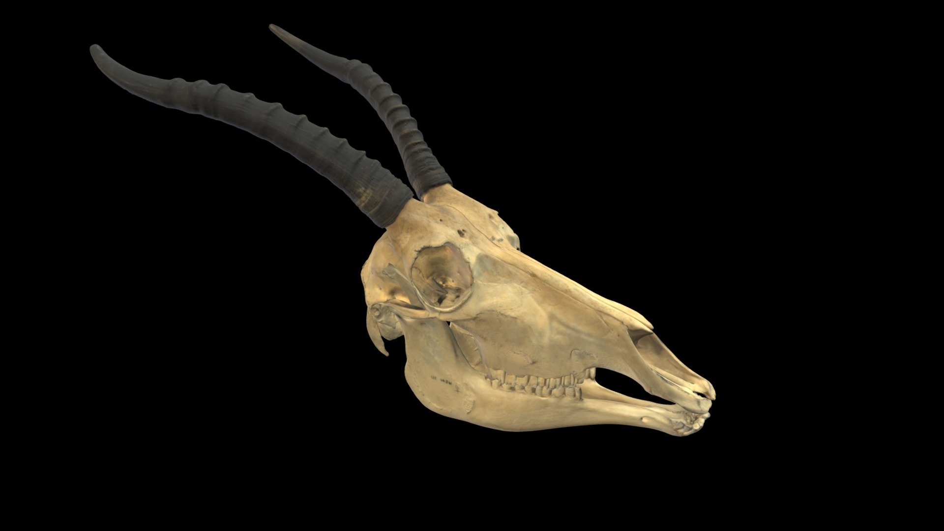 Bontebok Skull - 3D model by Blackburn Lab (@ufherps) [4e7a7cf] - Sketchfab