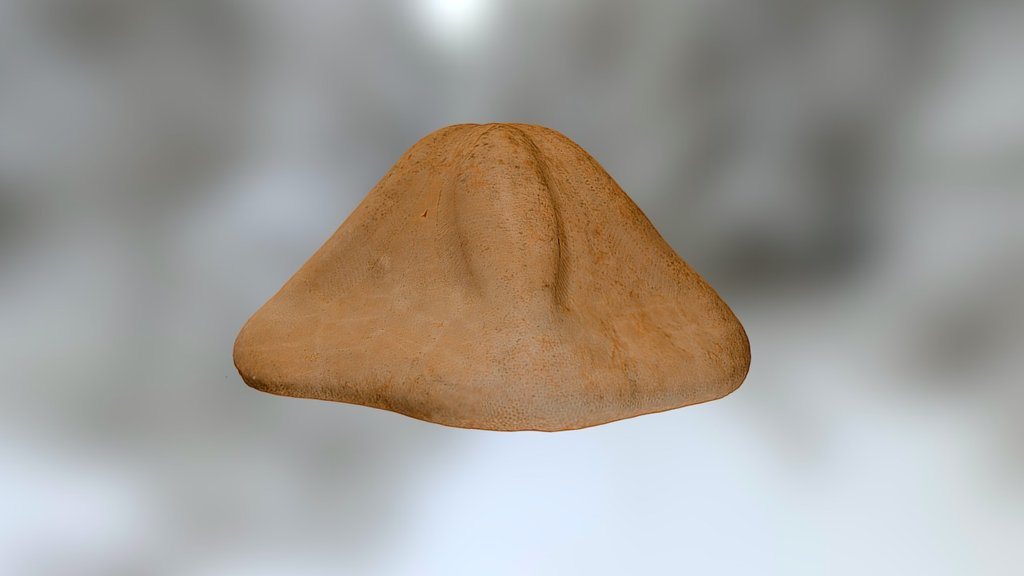 Clypeaster sp. -- Echinoid fossil - 3D model by García Ávila, M ...