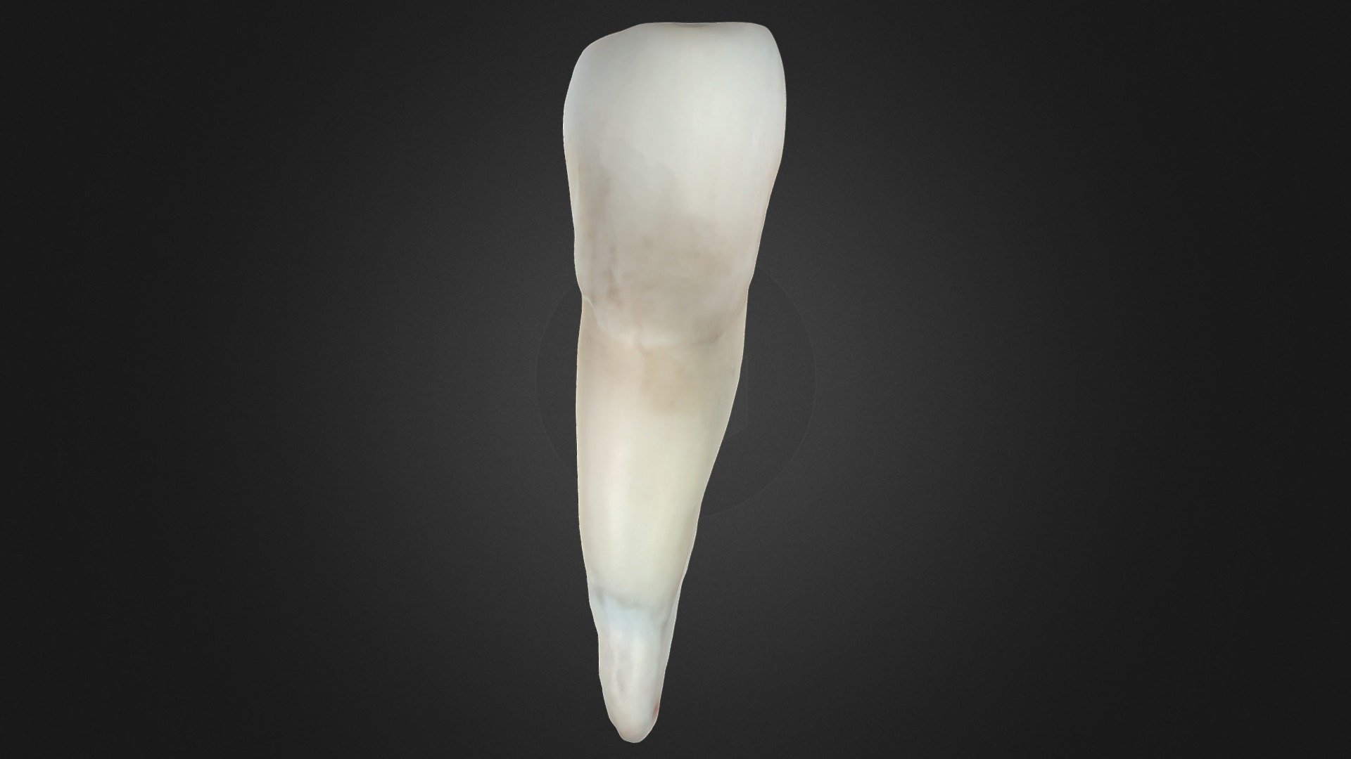 Dente 22 - Upper Left Lateral Incisor (ID 22a) - Download Free 3D model ...