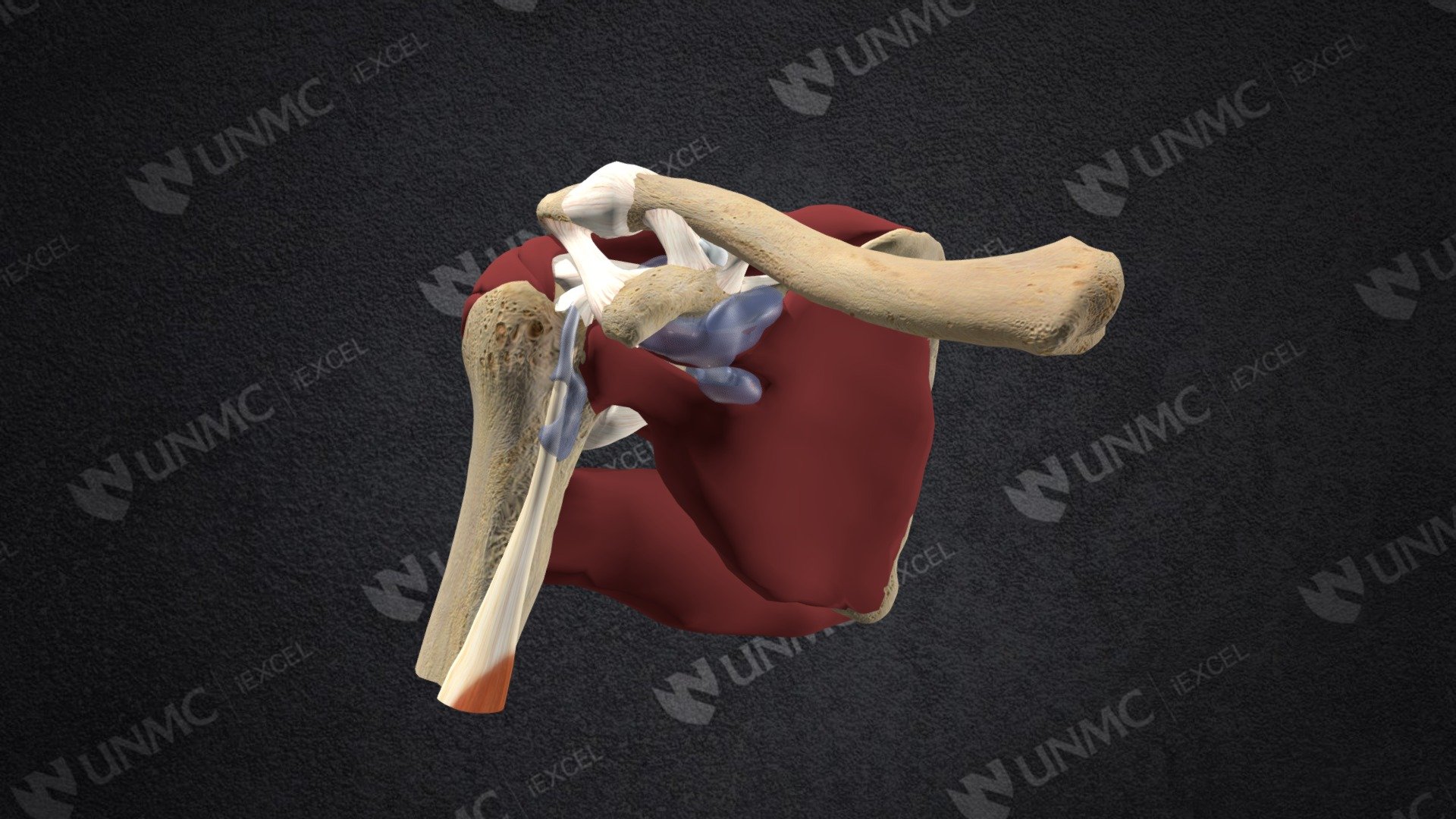 Shoulder Export - 3D model by Visualization, iEXCEL (@bill.glass ...