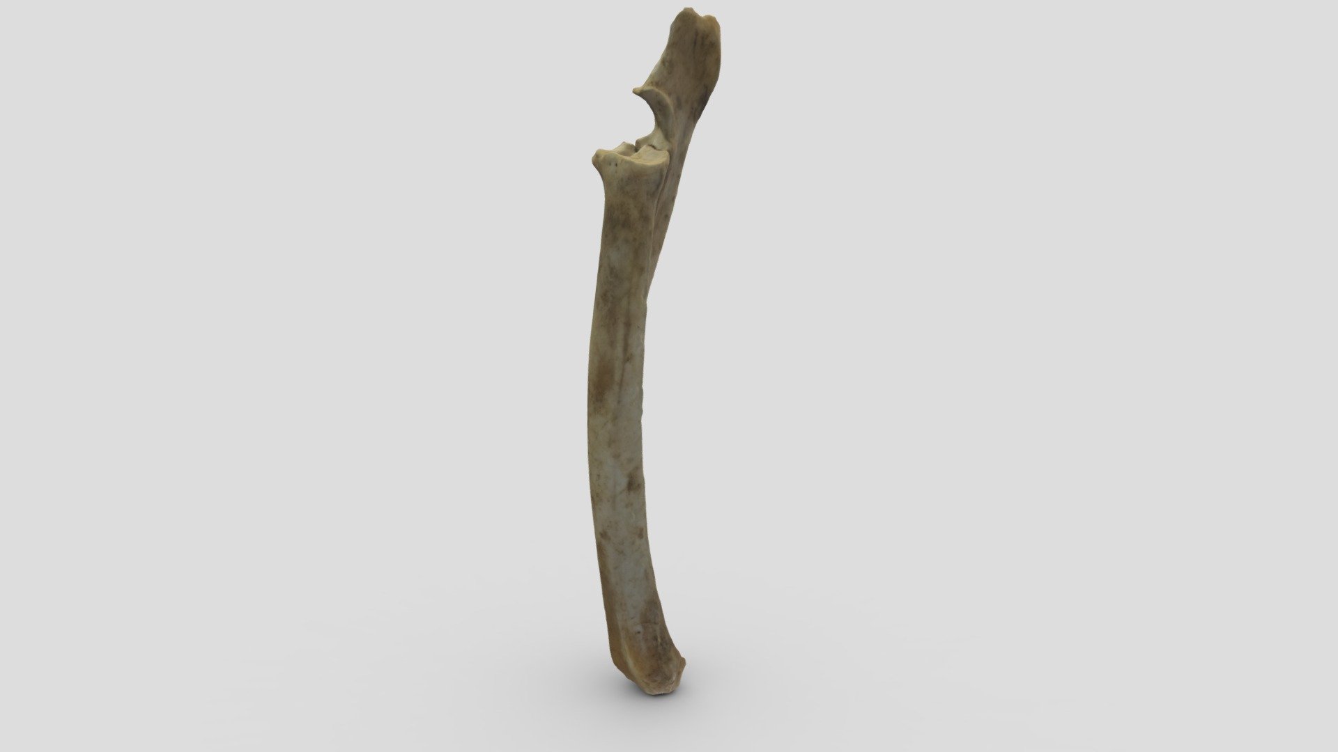 Sheep Ulna and Radius - Download Free 3D model by LJMUZoology [4e8dc42 ...