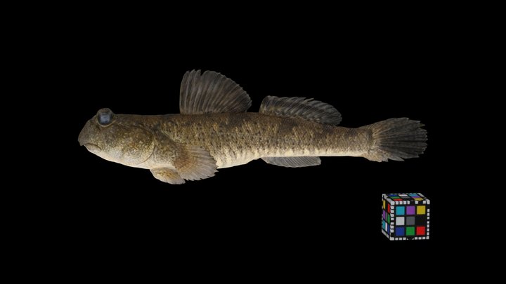 Mudskipper 3D models - Sketchfab