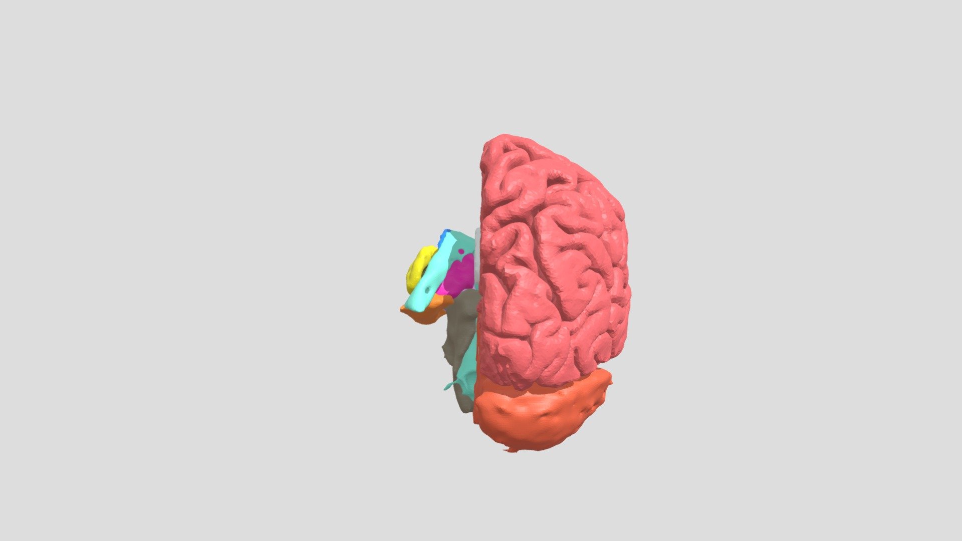 Nucleus Accumbens Mouse