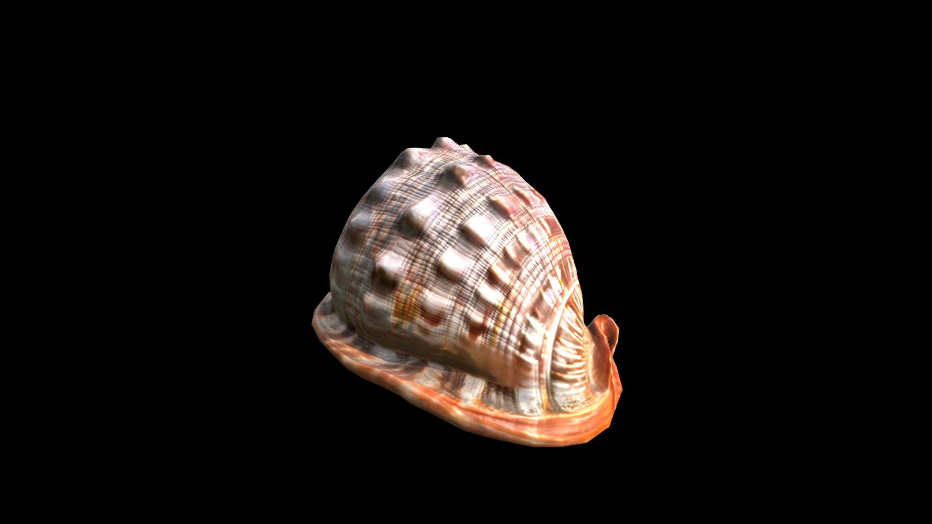 Conch - Buy Royalty Free 3D model by weihelp [4e98618] - Sketchfab Store