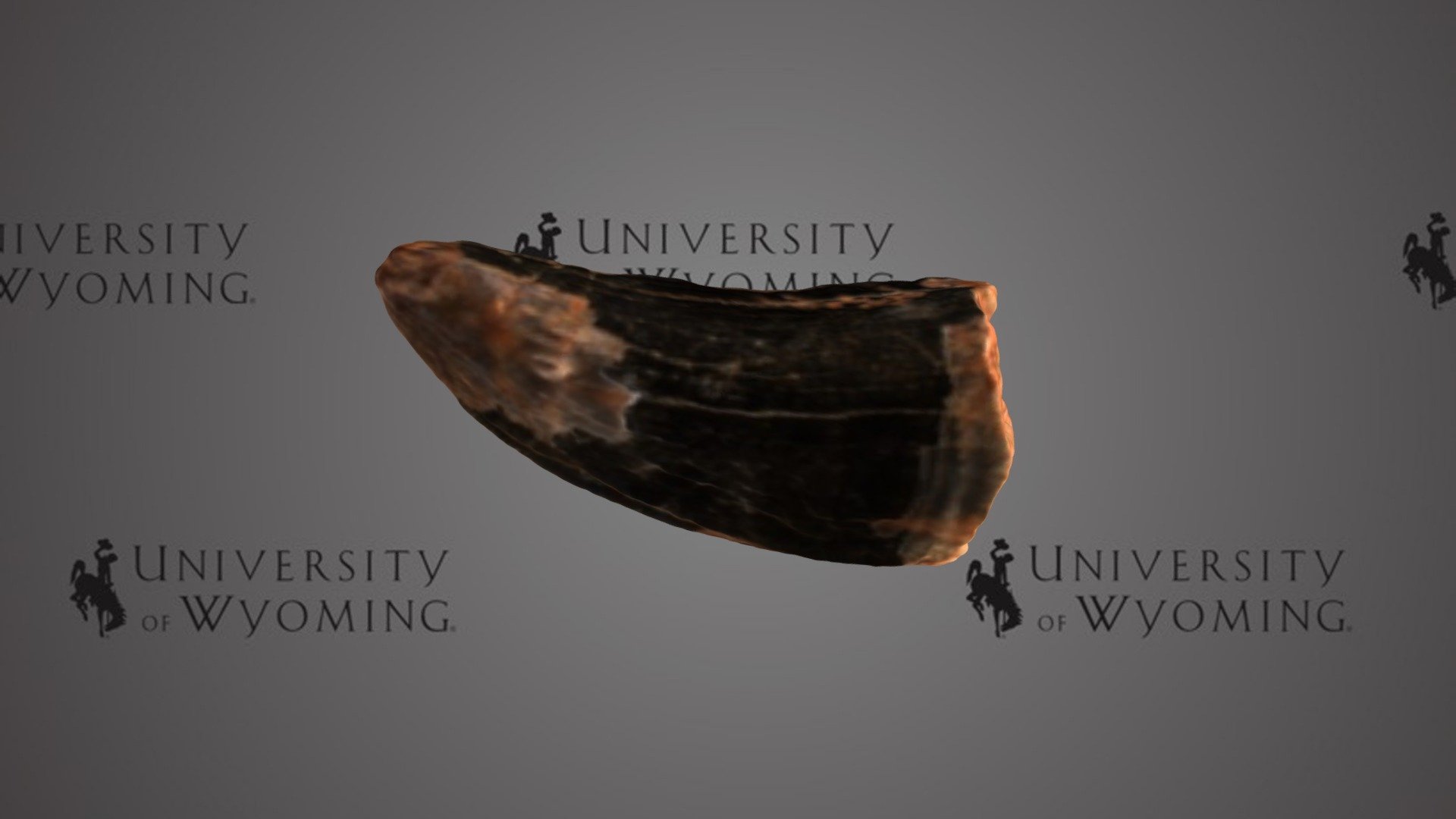 UW 26624 - Tyrannosaurus rex, Tooth - Download Free 3D model by ...