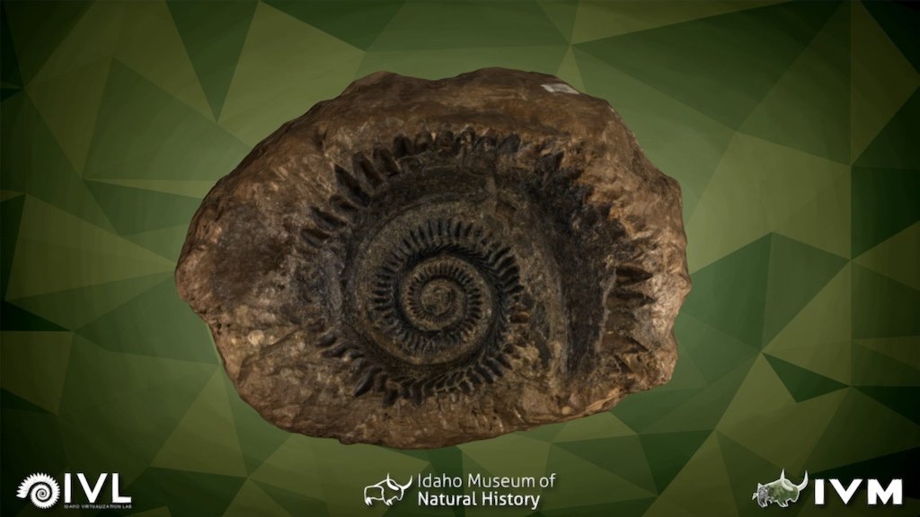 IMNH 30900 Helicoprion ergassaminon fossil - 3D model by Idaho ...