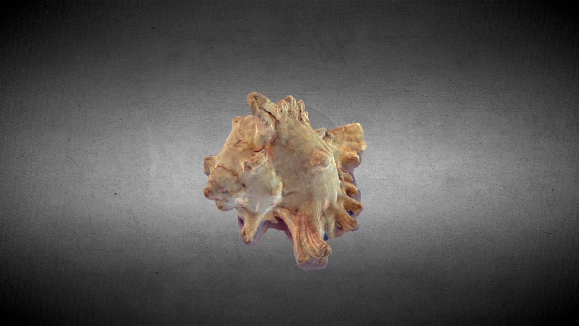 Conchiglia - 3D model by Tommaso.Pasini [4e9b7b3] - Sketchfab