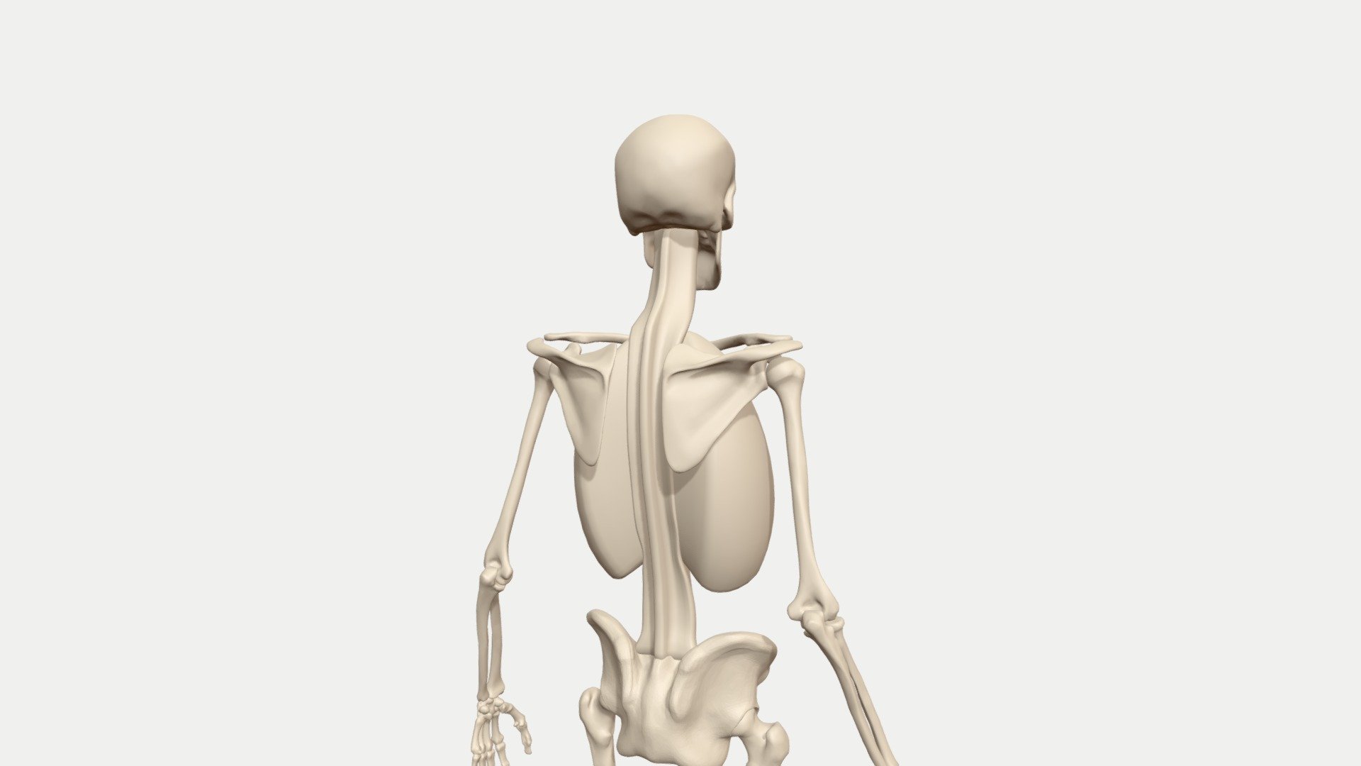 Shoulder pro/retraction animated skeleton - 3D model by pearsetoomey ...