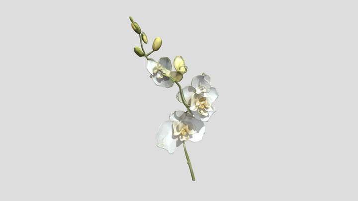 Bunga 3D models - Sketchfab