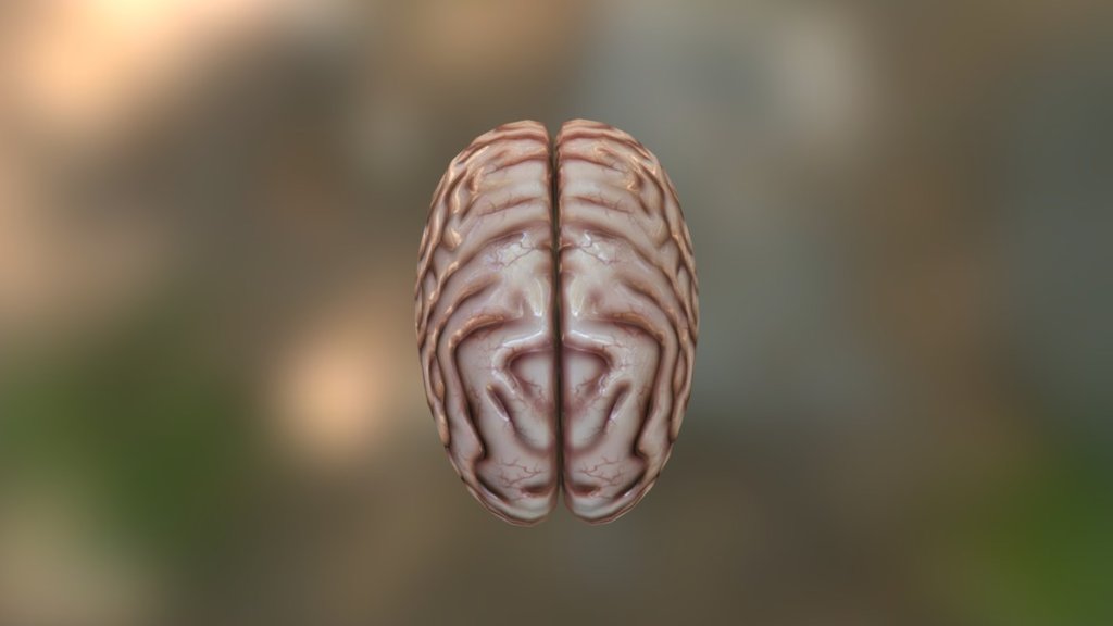 Brain - 3D model by archii [4ea419d] - Sketchfab