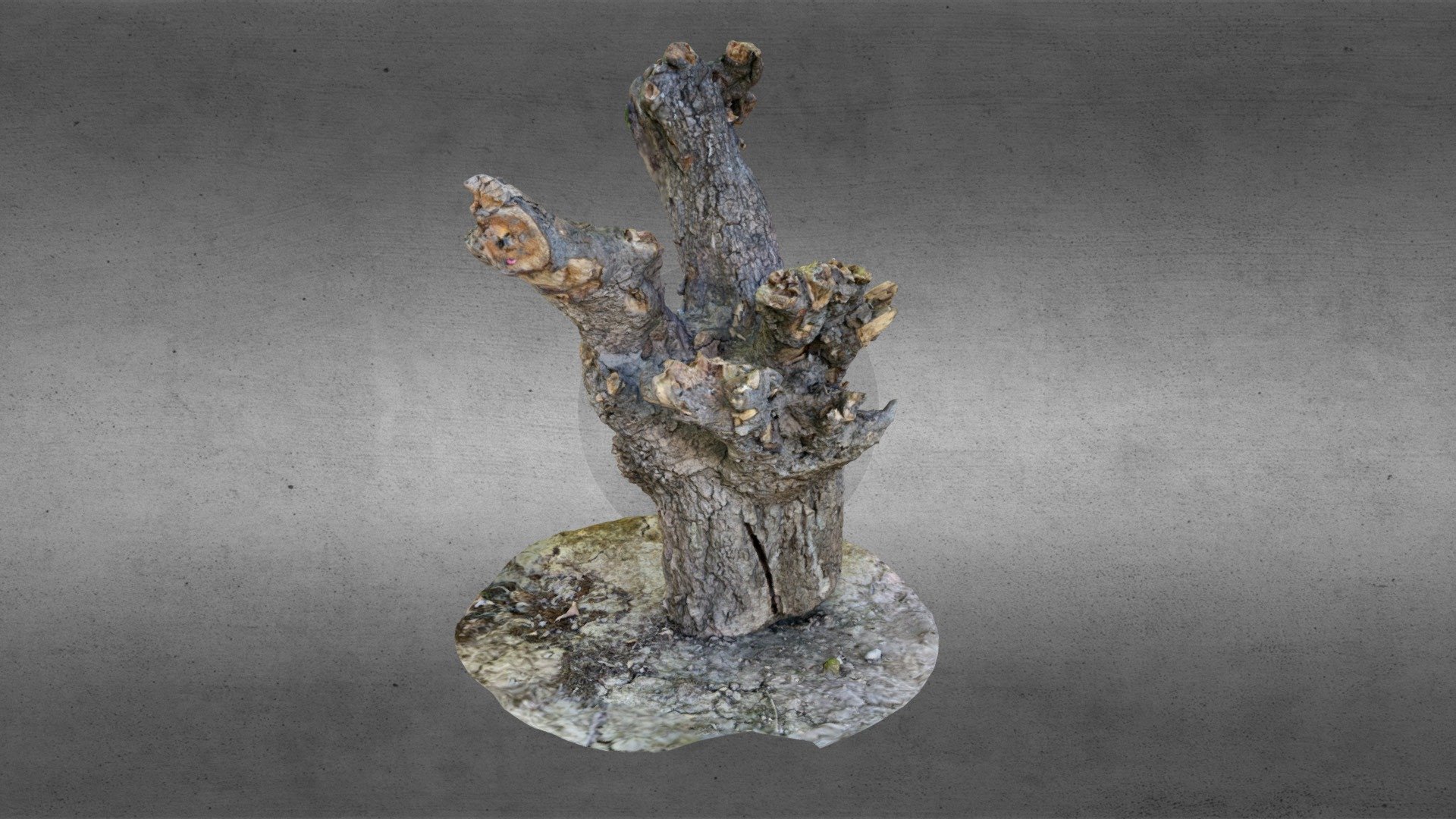 3D Scan: Tree stump - Download Free 3D model by CARTE 3D (@carte3d ...