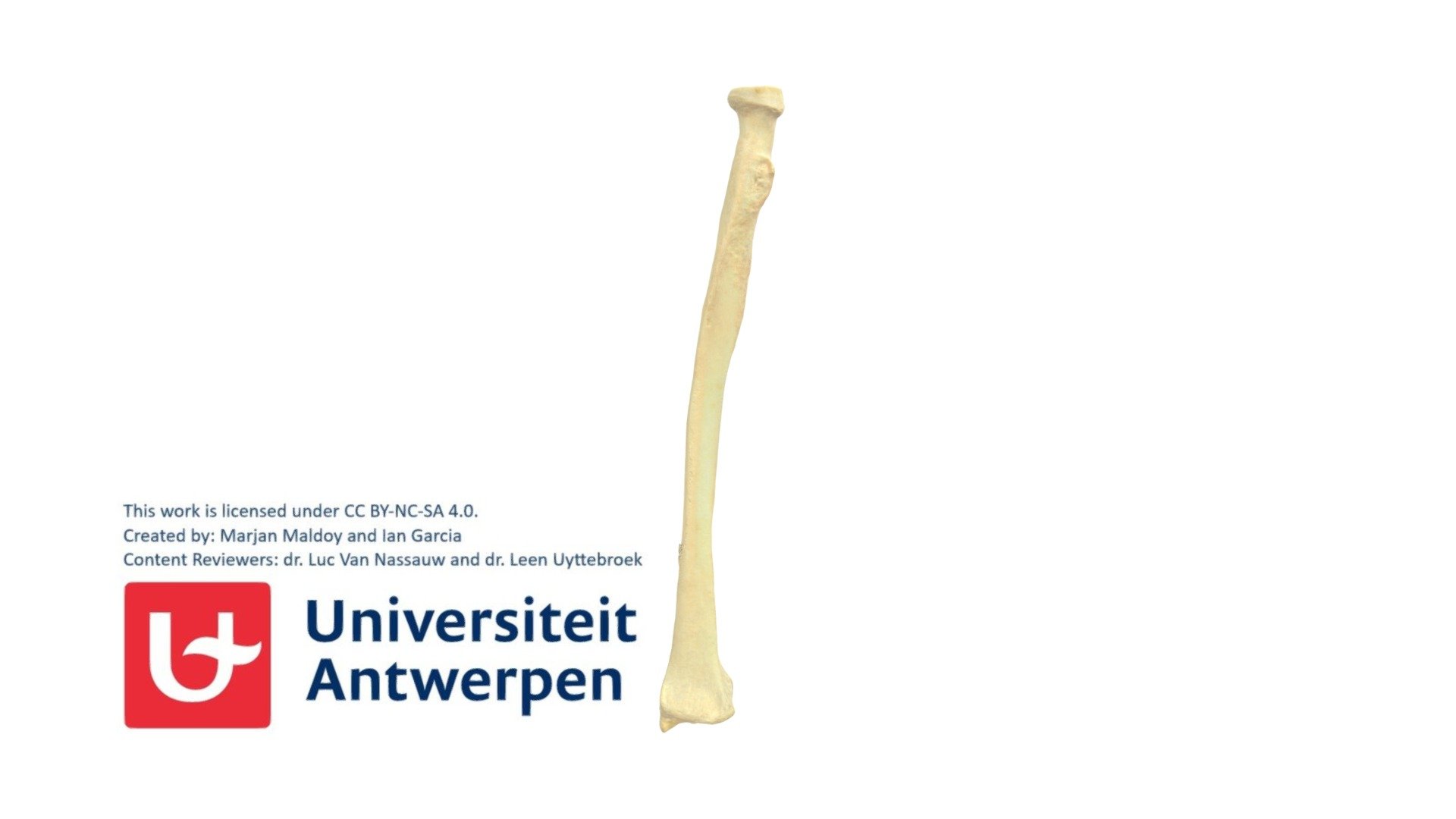 Radius R - Proximale epifyse - 3D model by Universiteit Antwerpen ...