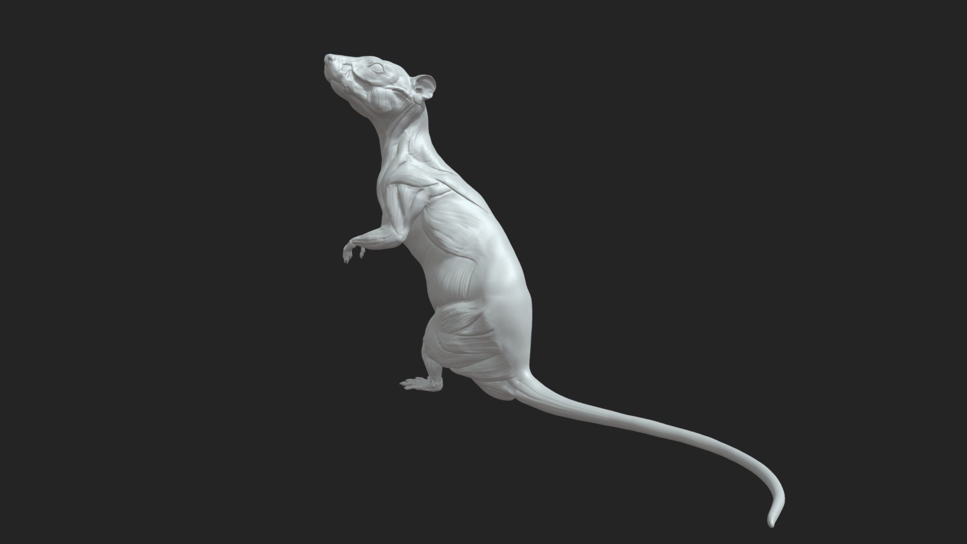 Rat Anatomy - Buy Royalty Free 3D model by SA Anatomy (@saanatomy ...