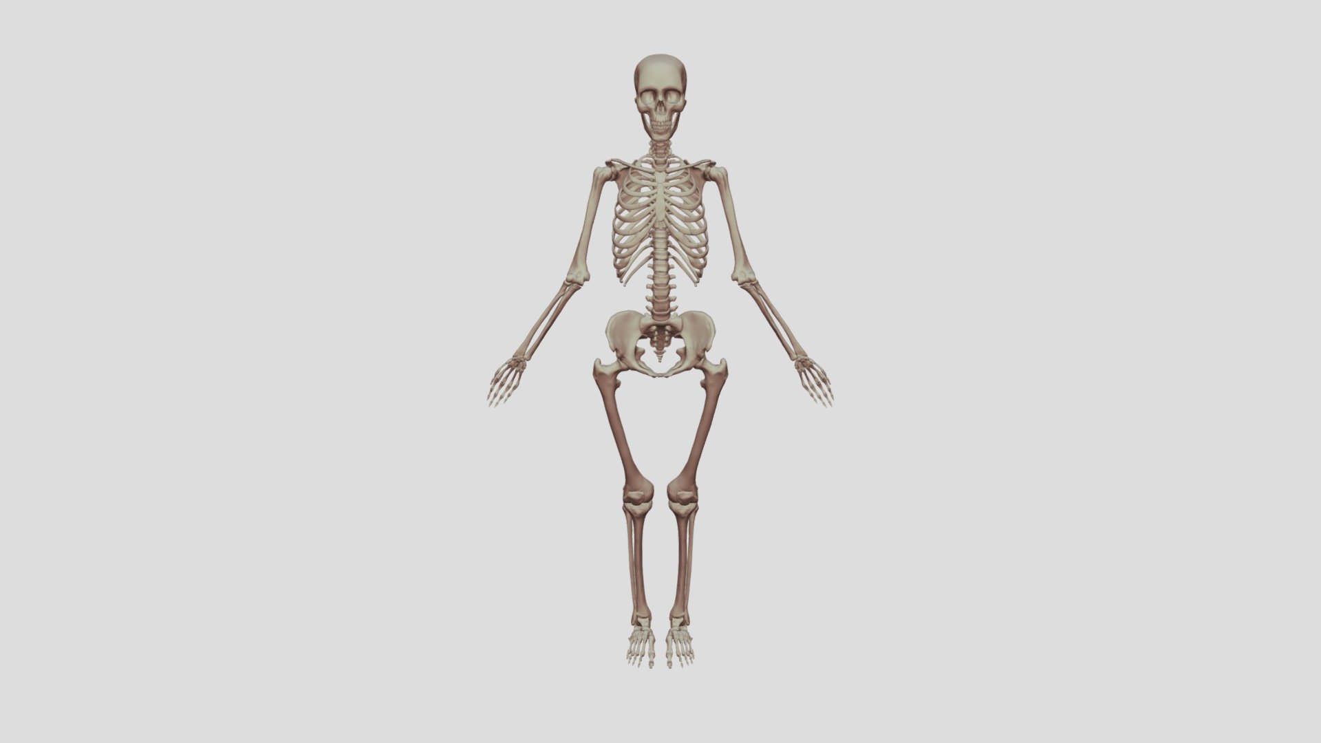Female Skeleton - 3D model by Digital Ecorche Massing Models ...