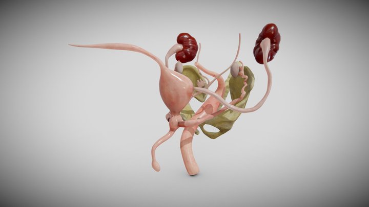 Reproductive_system 3D models - Sketchfab