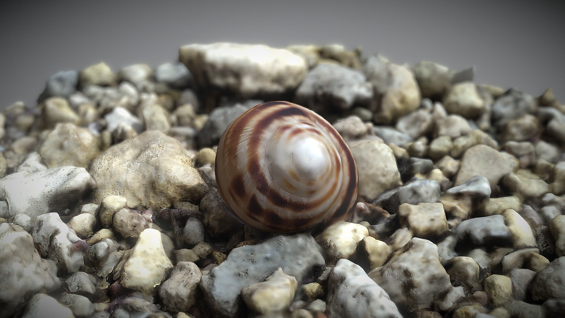Empty Shell (RAW scan) - 3D model by mafiyozi.gang [4eb1d04] - Sketchfab