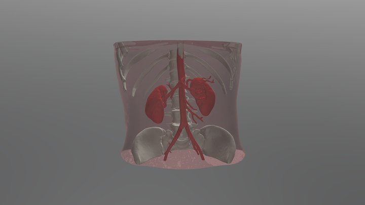 Aorta 3D models - Sketchfab