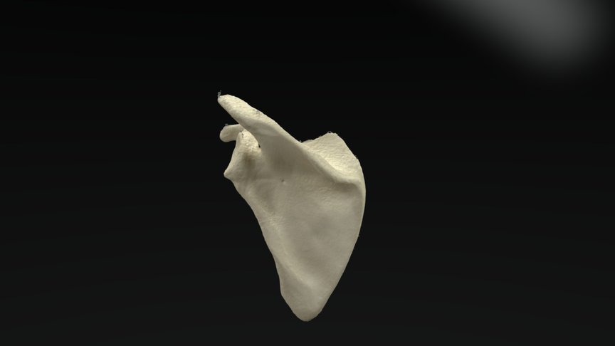 Scapula - Download Free 3D model by biol260 [4eb3b5e] - Sketchfab