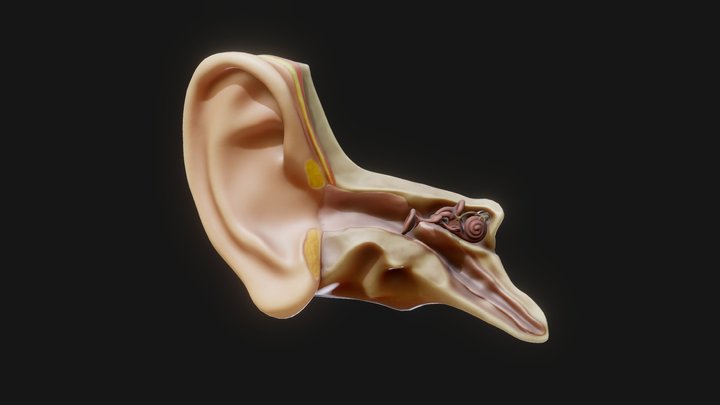 Cartilage 3D models - Sketchfab
